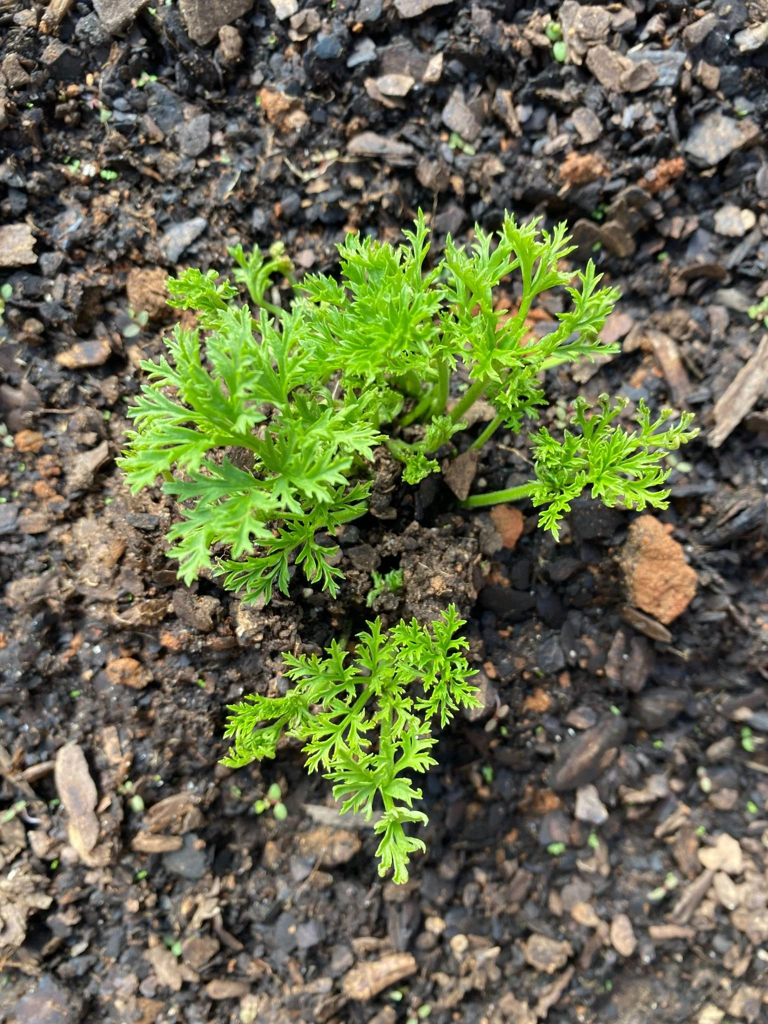 January: This month on the farm…. — Earth Blooms Flower Farm