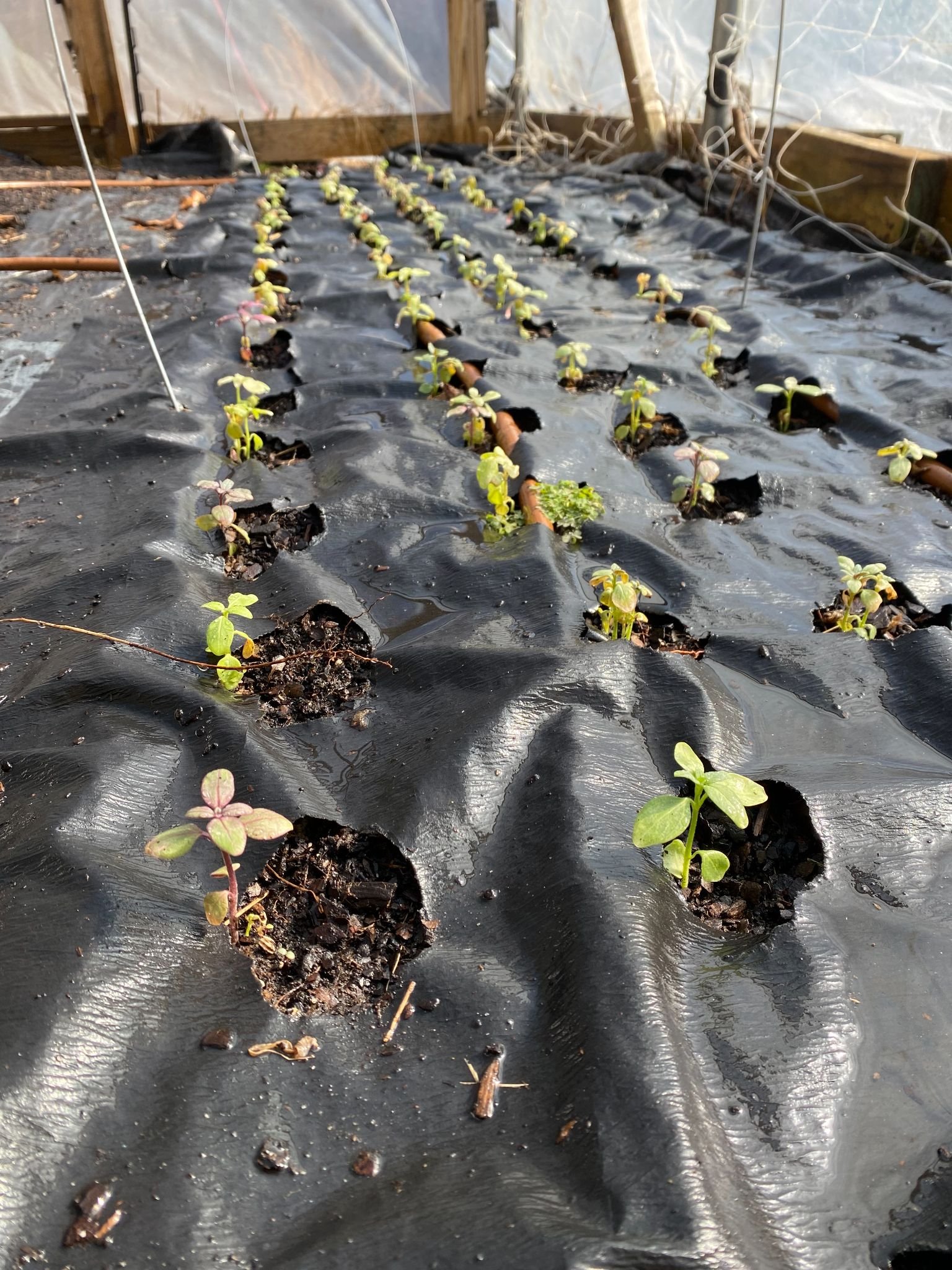 January: This month on the farm…. — Earth Blooms Flower Farm