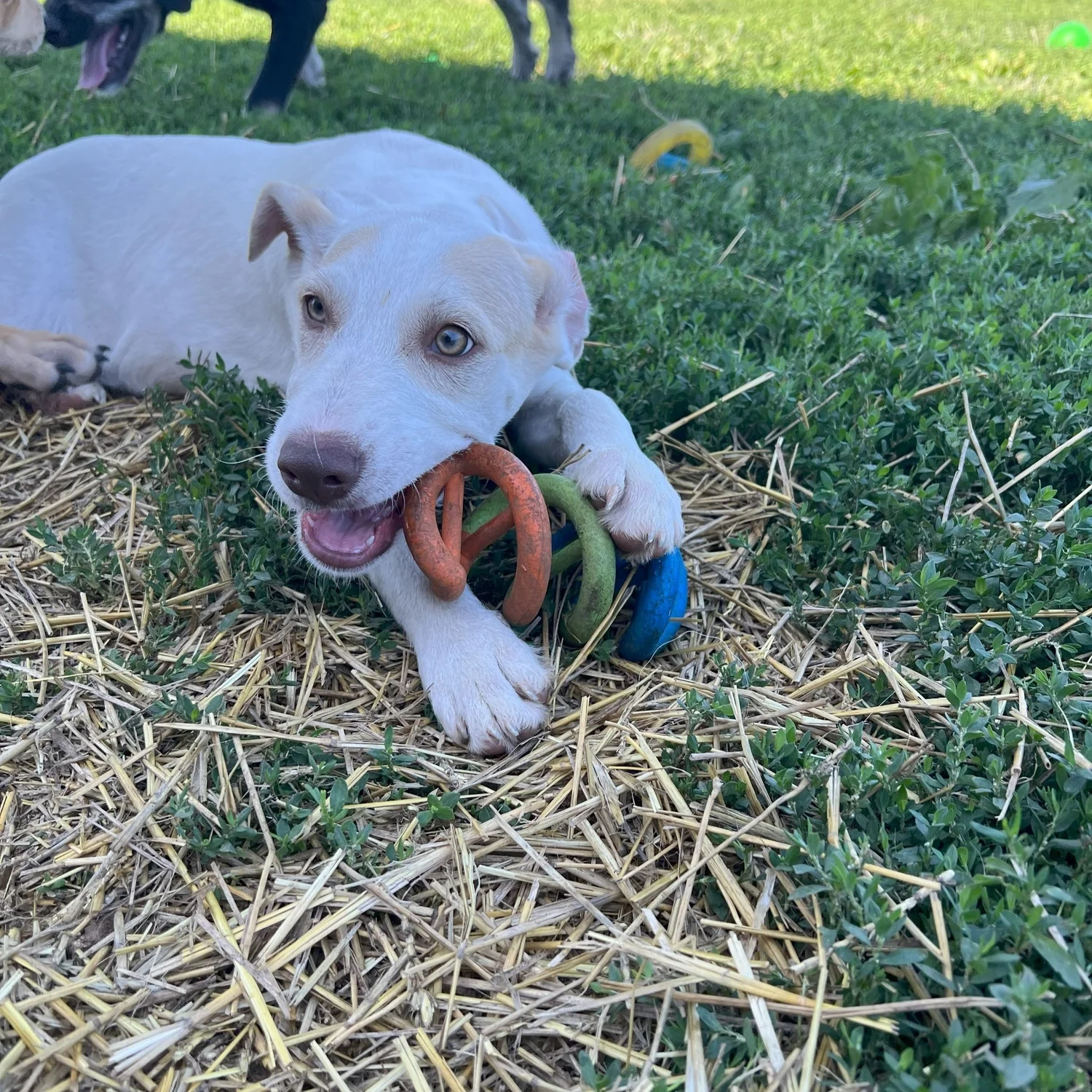 Adoptable Dogs — Animal Lifeline of Iowa