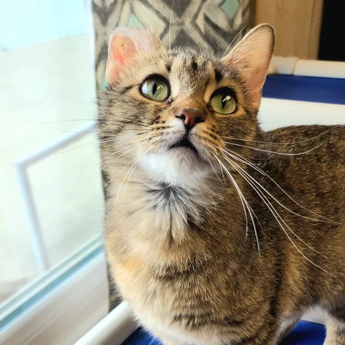 Adoptable Cats — Animal Lifeline of Iowa