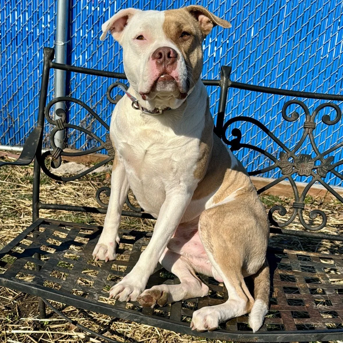 Adoptable Dogs — Animal Lifeline of Iowa