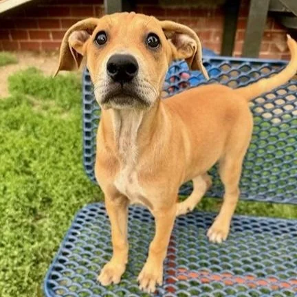 Adoptable Dogs — Animal Lifeline of Iowa