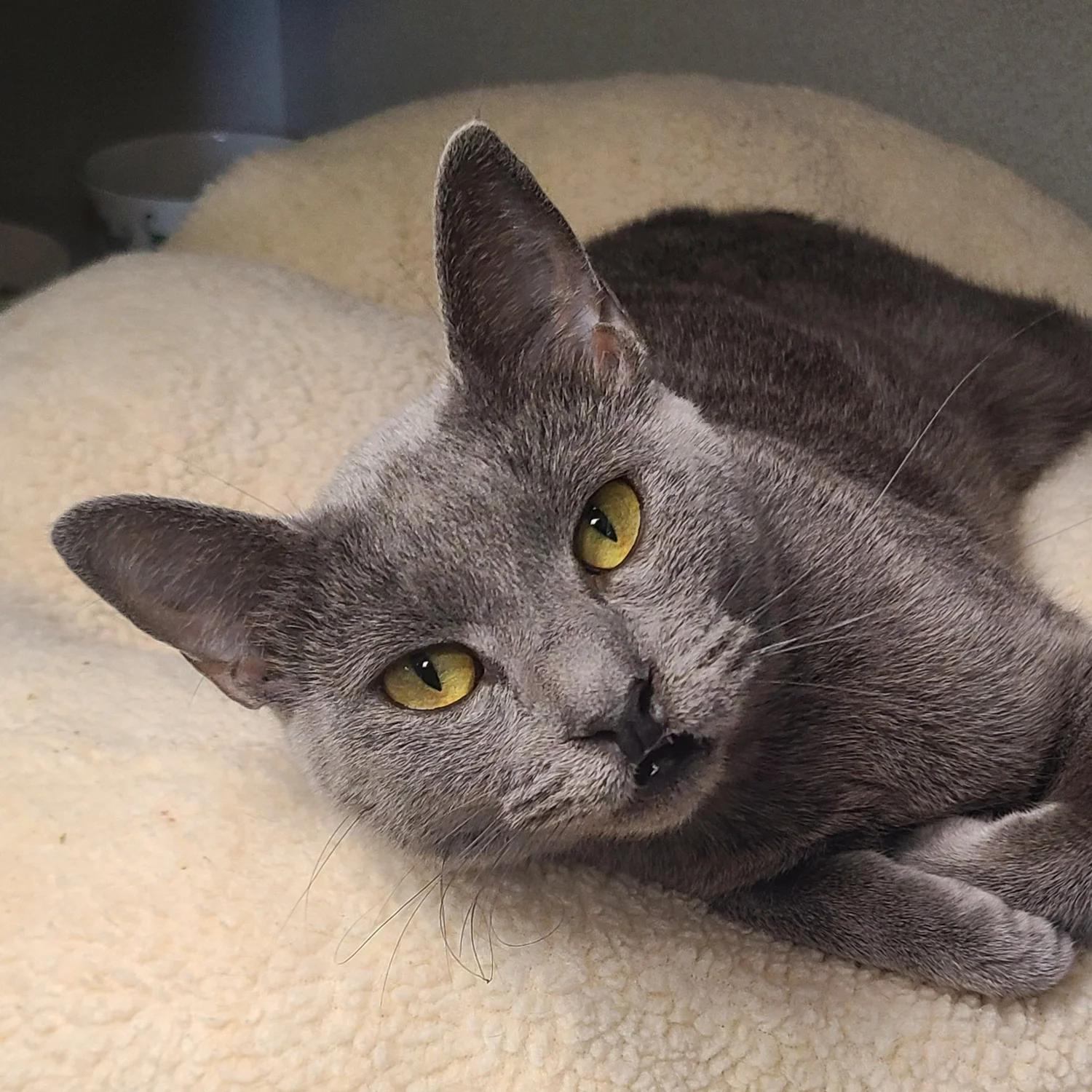 Adoptable Cats — Animal Lifeline of Iowa