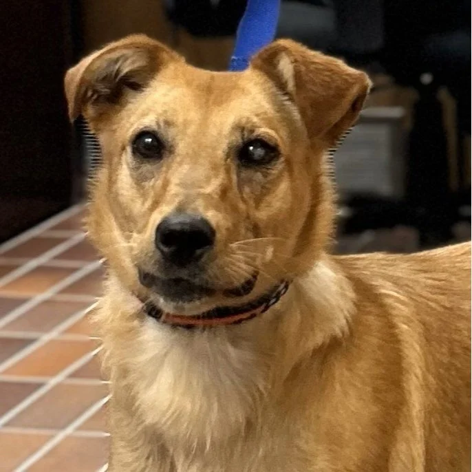 Adoptable Dogs — Animal Lifeline of Iowa