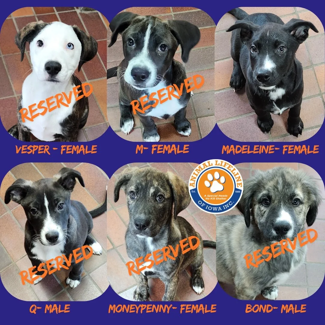 Adoptable Dogs — Animal Lifeline of Iowa