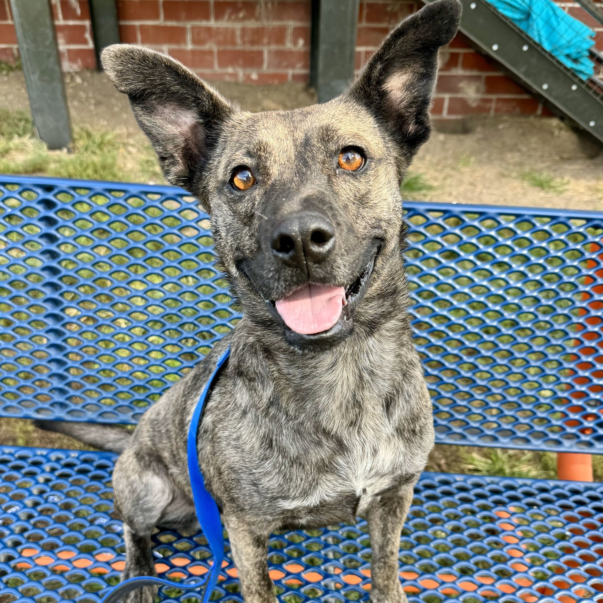 Adoptable Dogs — Animal Lifeline of Iowa