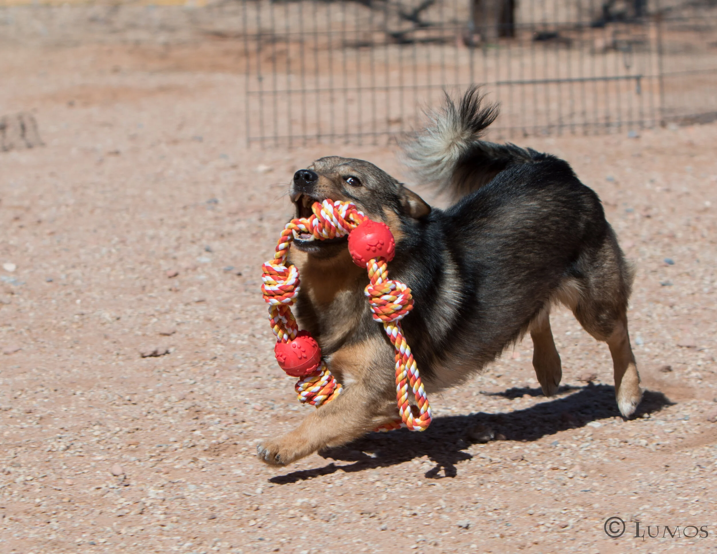 My Dogs — Caliente Swedish Vallhunds