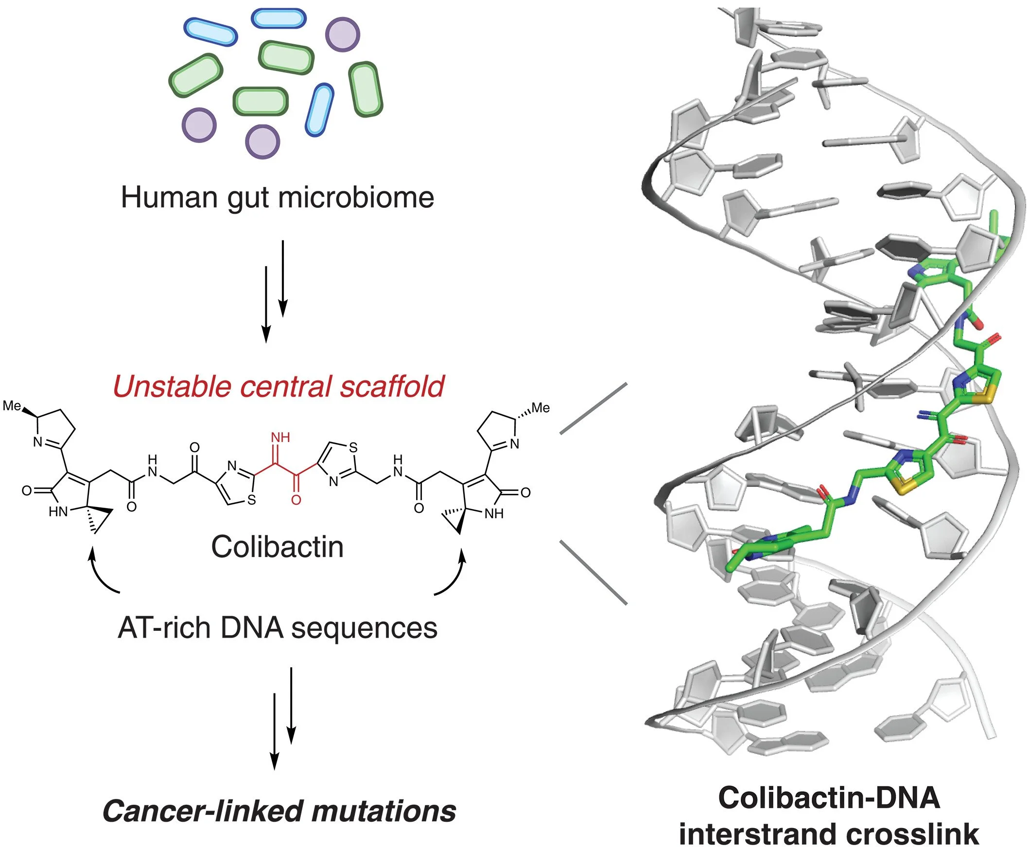126 - The specificity and structure of DNA cross-linking by the gut ...