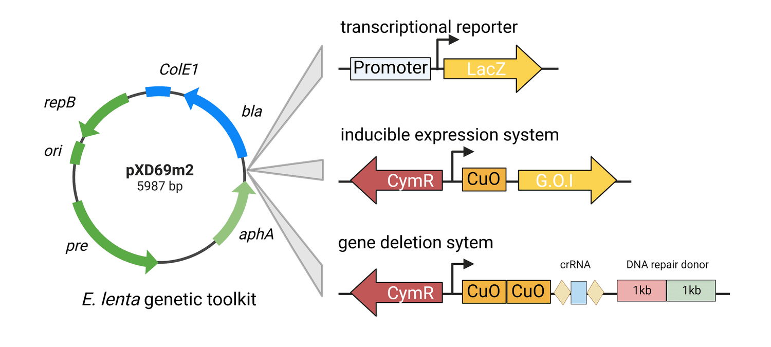 Publications / 2019 – Present — Balskus Lab