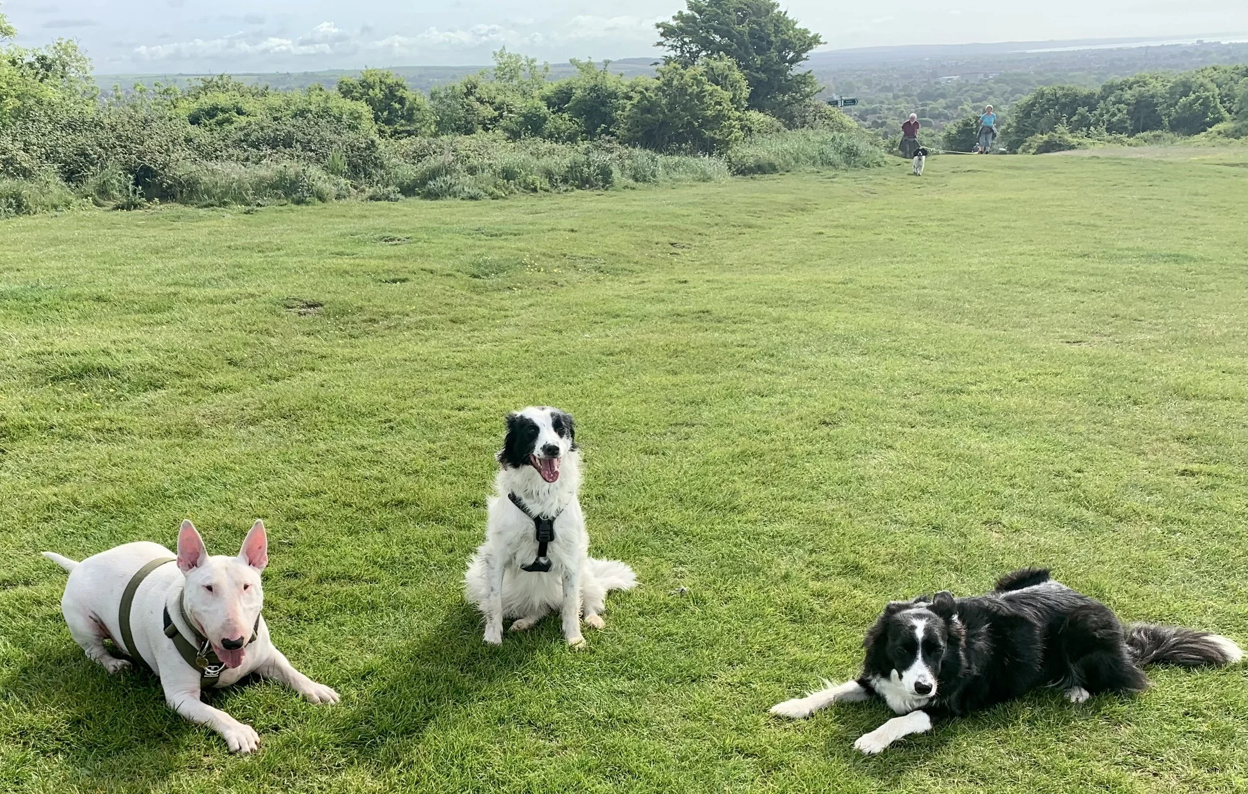 ABOUT — Black & White Dog Training and Behaviour