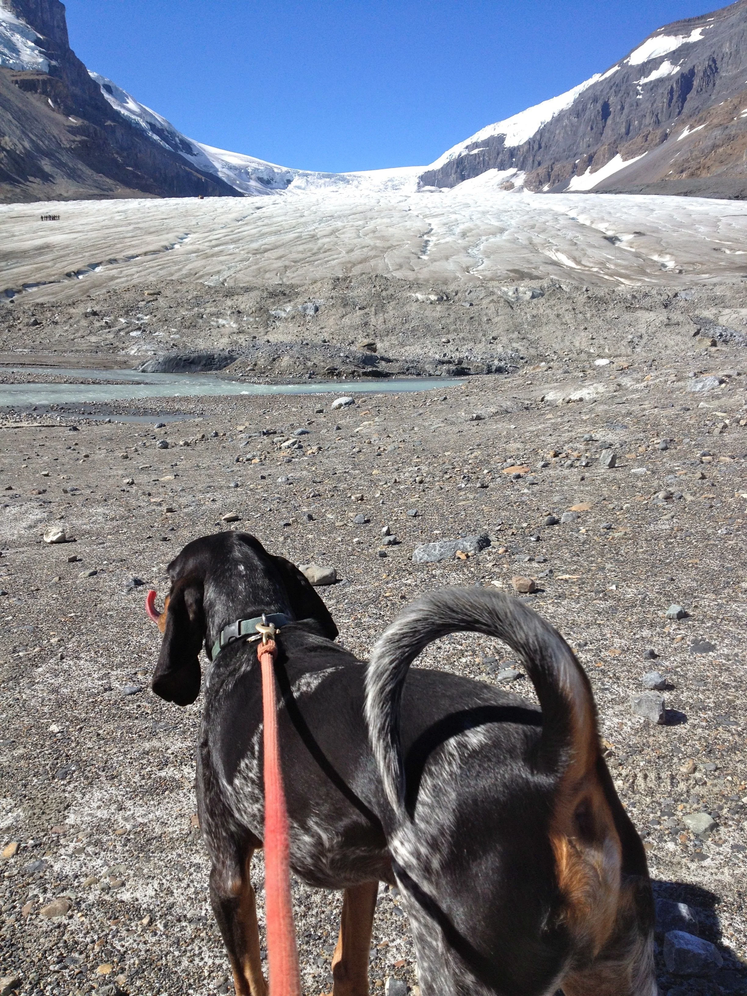Alberta — Hike With Your Dog