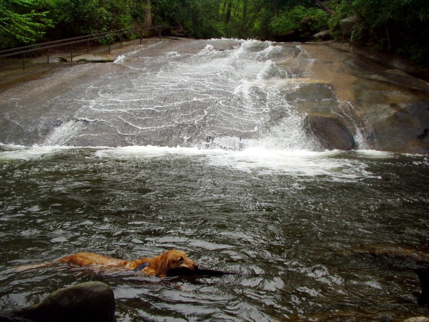 Are Dogs Allowed At Sliding Rock