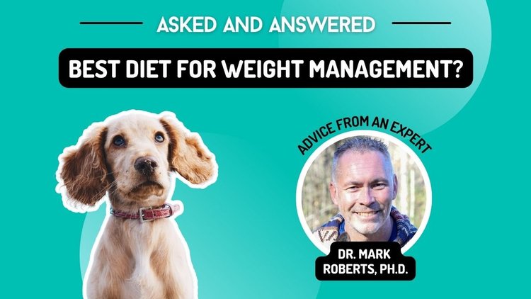 Best diet for overweight dogs — The Bones & Co.