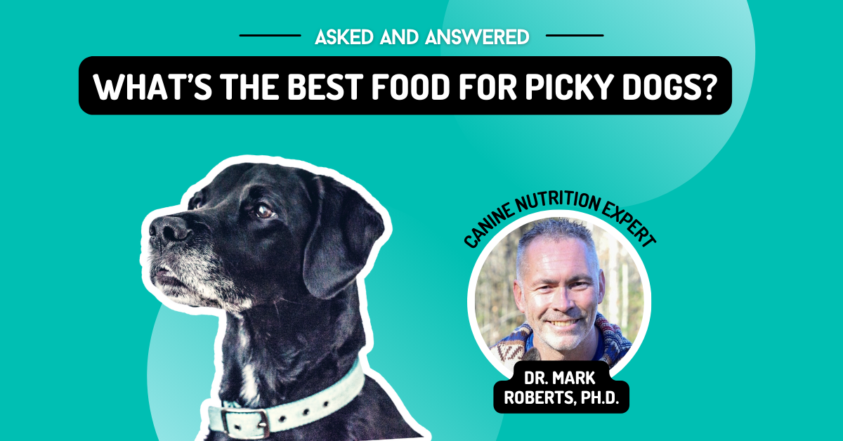 Best food for picky dogs — The Bones & Co.