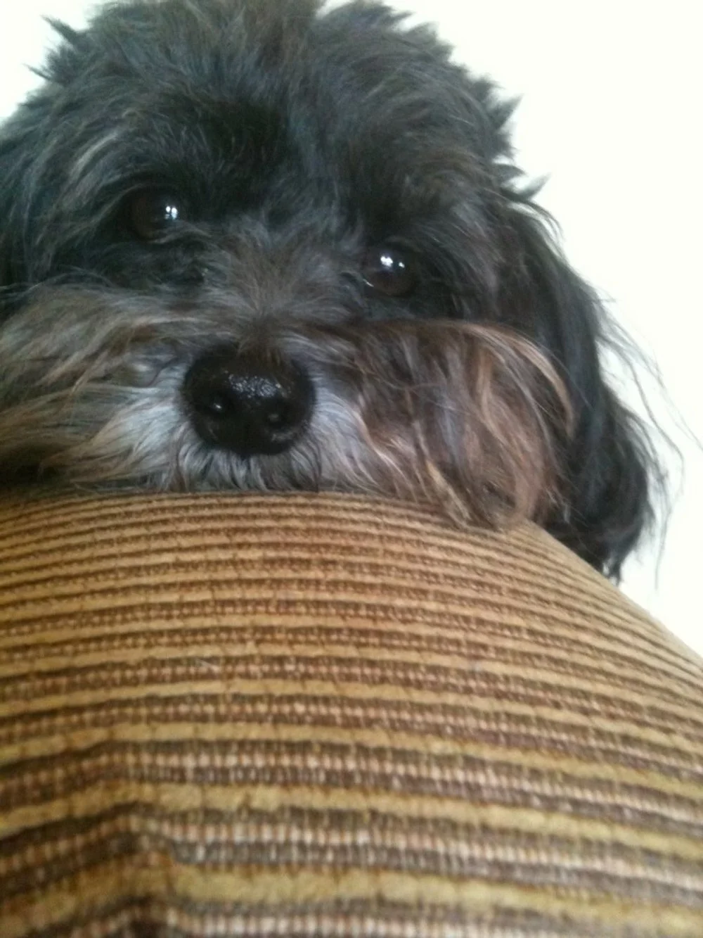 Pawstimonials — The Bones & Co.