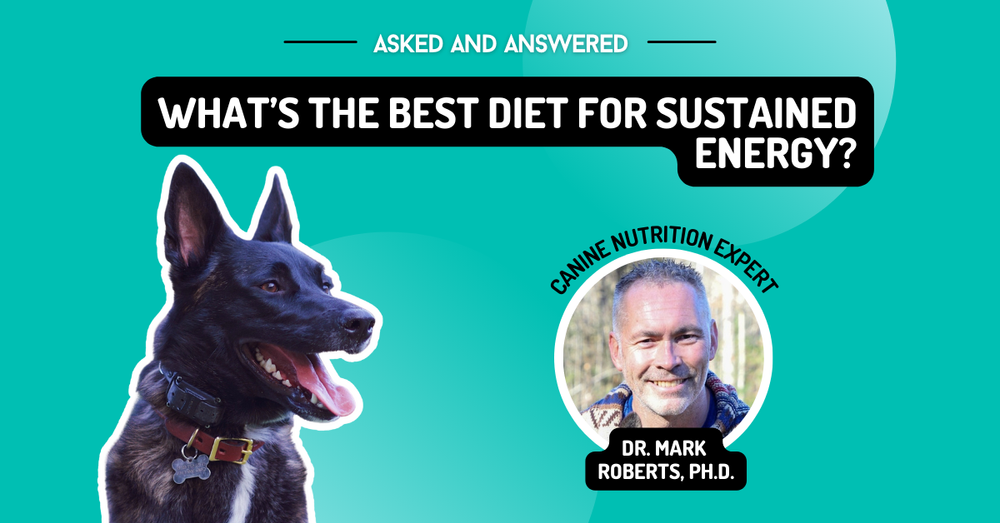 Best dog food for active dogs — The Bones & Co.