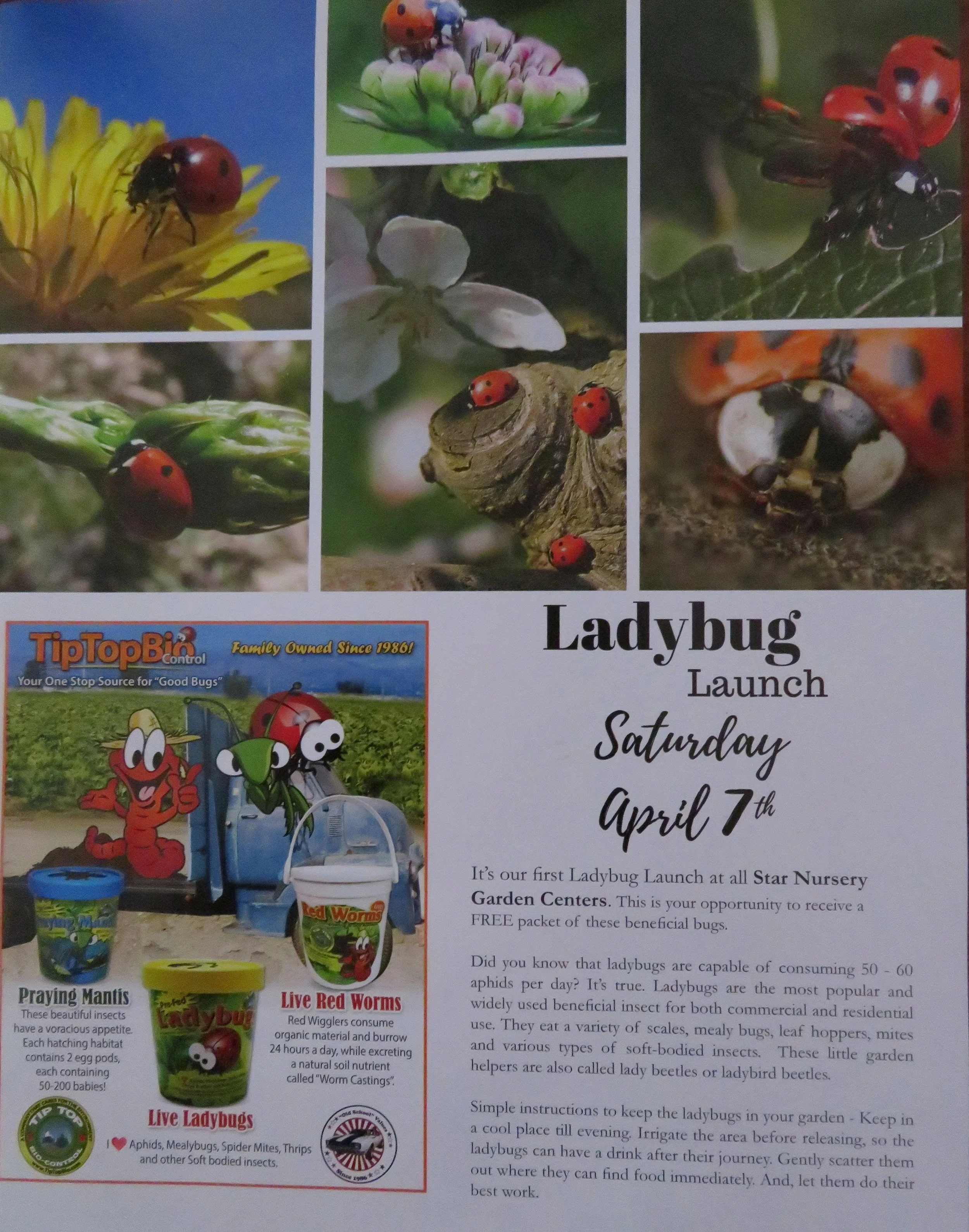 The Great Ladybug Launch of 2018 — Just a Little Further