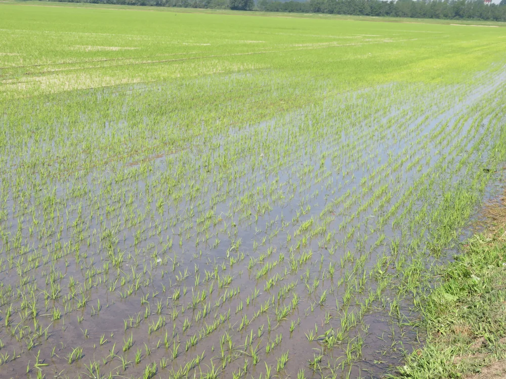 Piacenza, Vercelli Rice Fields and Nature’s Best — Just a Little Further