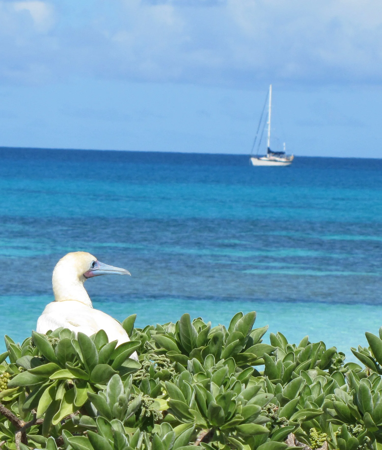 Taking a Break – Uninhabited Chesterfield Reef — Just a Little Further
