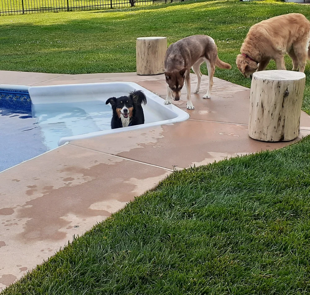 Dogs love our pools!! — bucks county in-ground pool builder