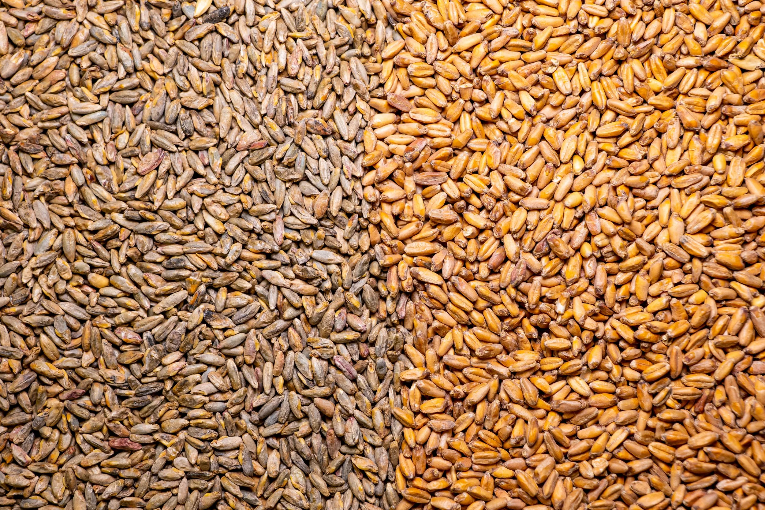 Imperial Rye Ipa Recipe All Grain | Besto Blog