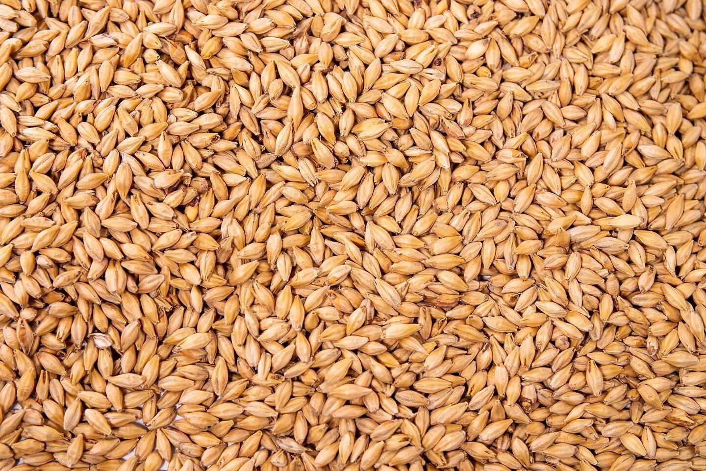 Skagit Experimental Malts — Skagit Valley Malting