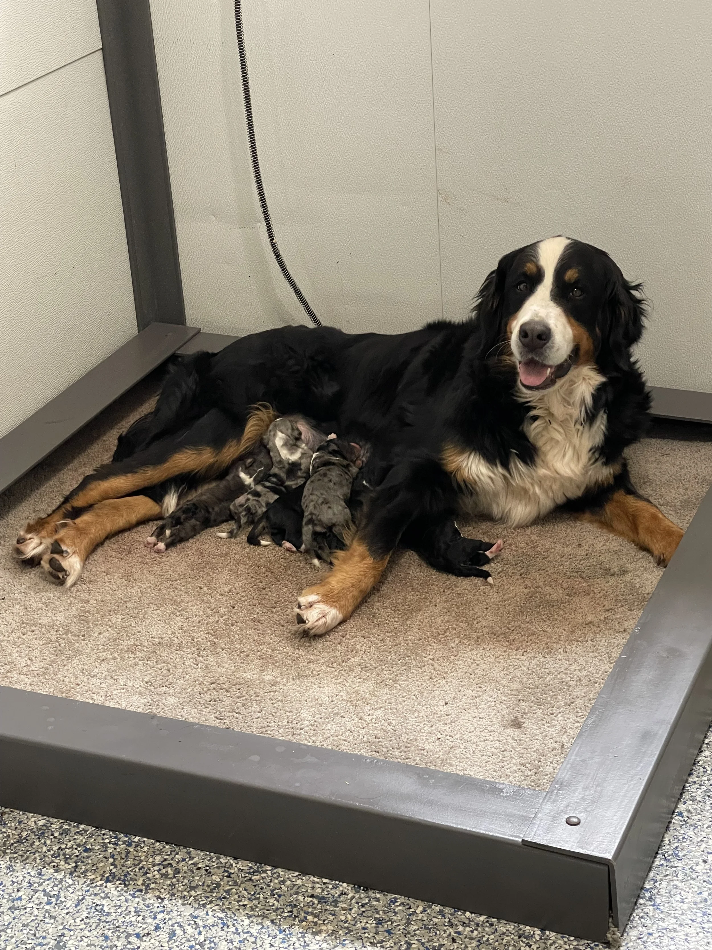 Standard Bernedoodles — Designer Bernedoodles