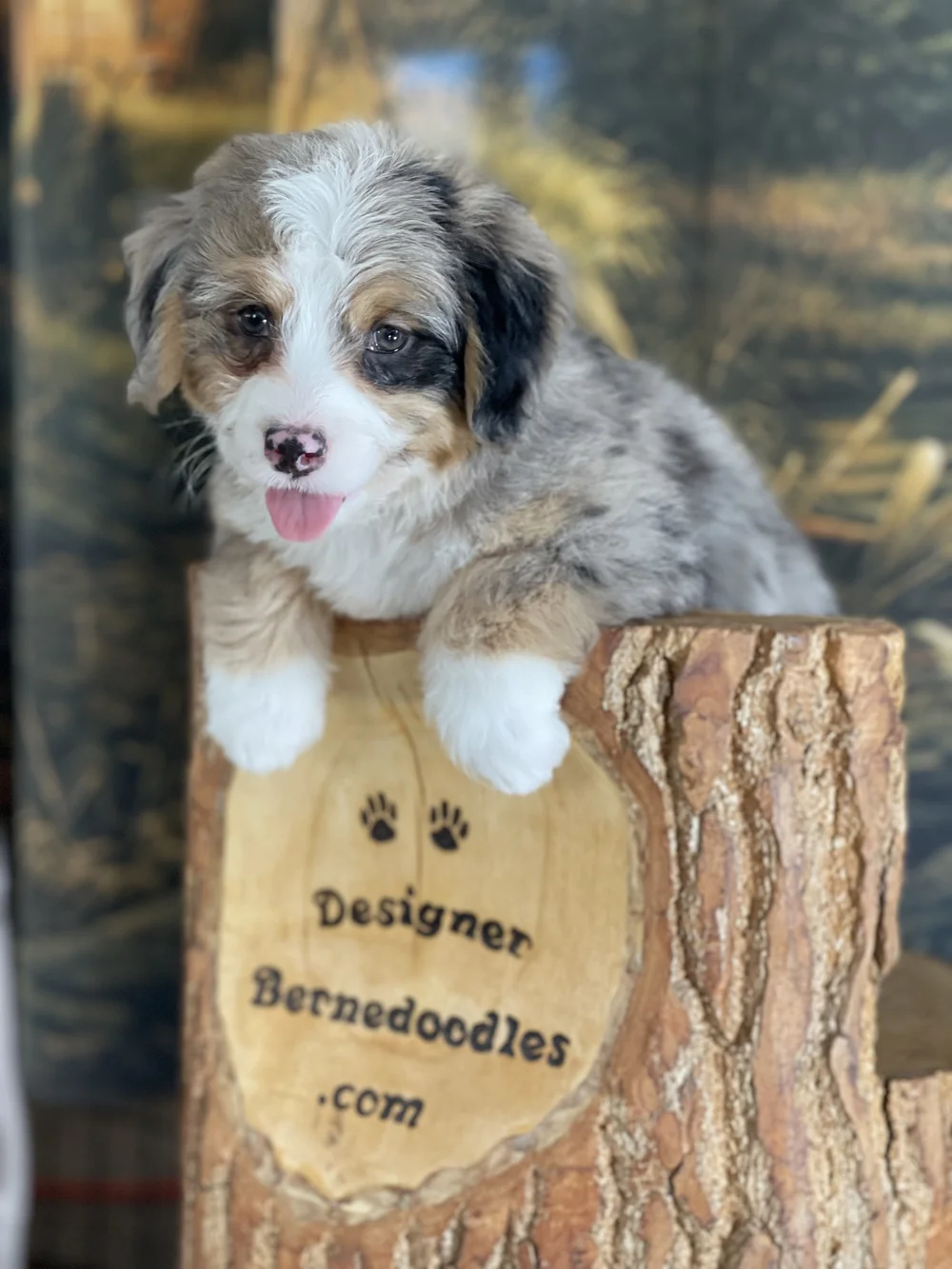 Bernedoodle Coat Colors - Understanding Blue Merle, Tri-color, and more ...