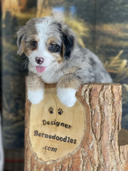 Bernedoodle Coat Colors - Understanding Blue Merle, Tri-color, and more ...