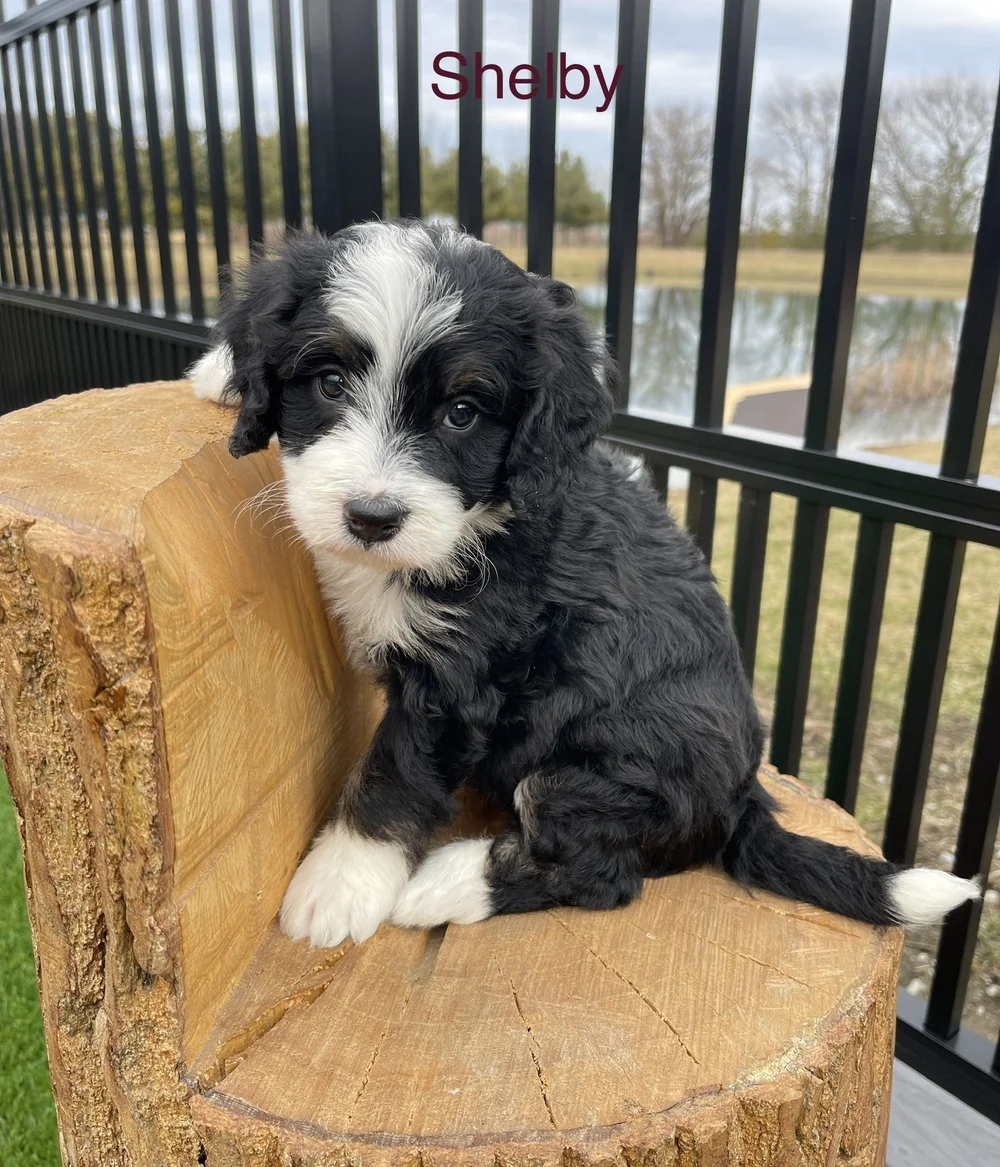 Bernedoodle Coat Colors - Understanding Blue Merle, Tri-color, and more ...