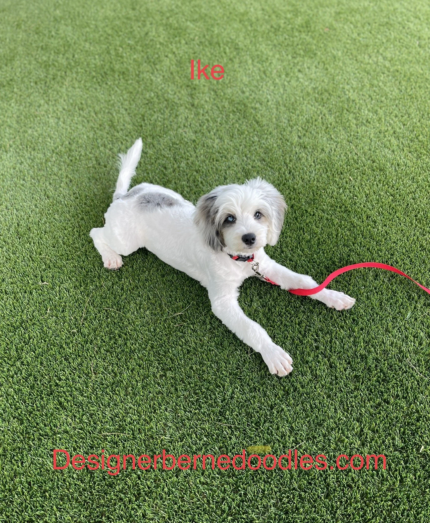 Bernedoodle Coat Colors - Understanding Blue Merle, Tri-color, and more ...
