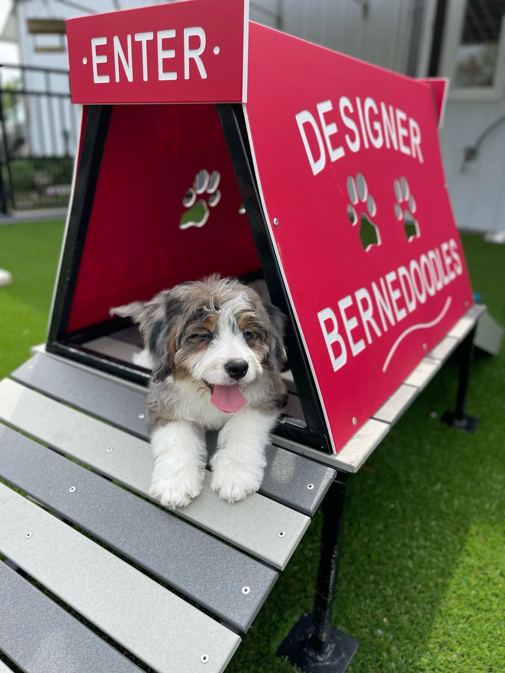 Bernedoodle Coat Colors - Understanding Blue Merle, Tri-color, and more ...