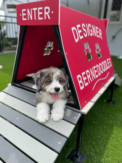 Bernedoodle Coat Colors - Understanding Blue Merle, Tri-color, and more ...