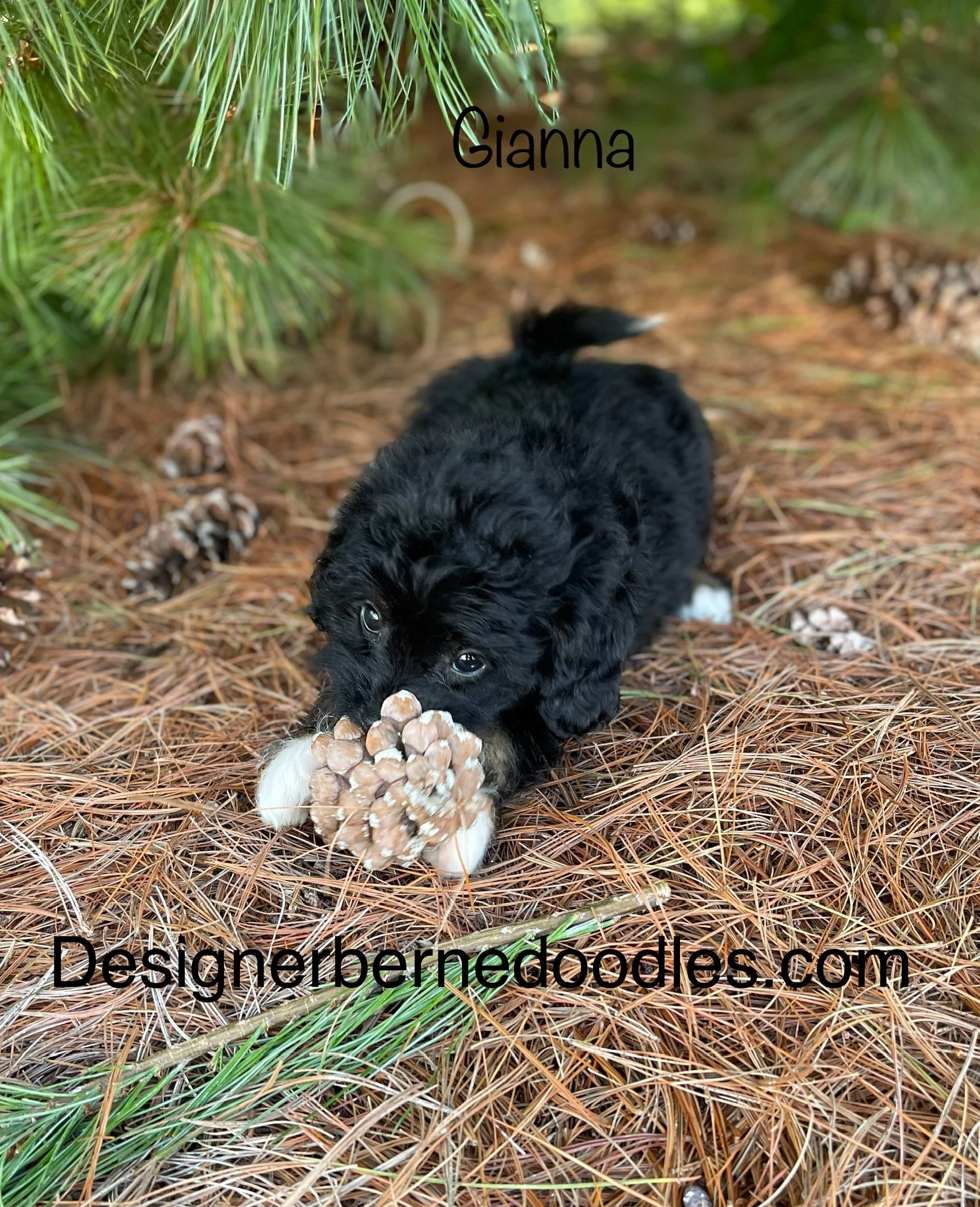 Bernedoodle Coat Colors - Understanding Blue Merle, Tri-color, and more ...