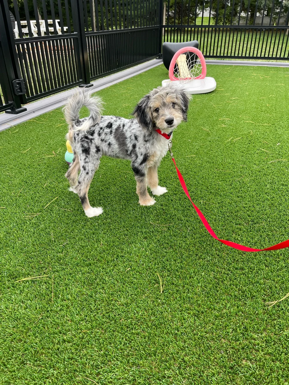 Bernedoodle Coat Colors - Understanding Blue Merle, Tri-color, and more ...