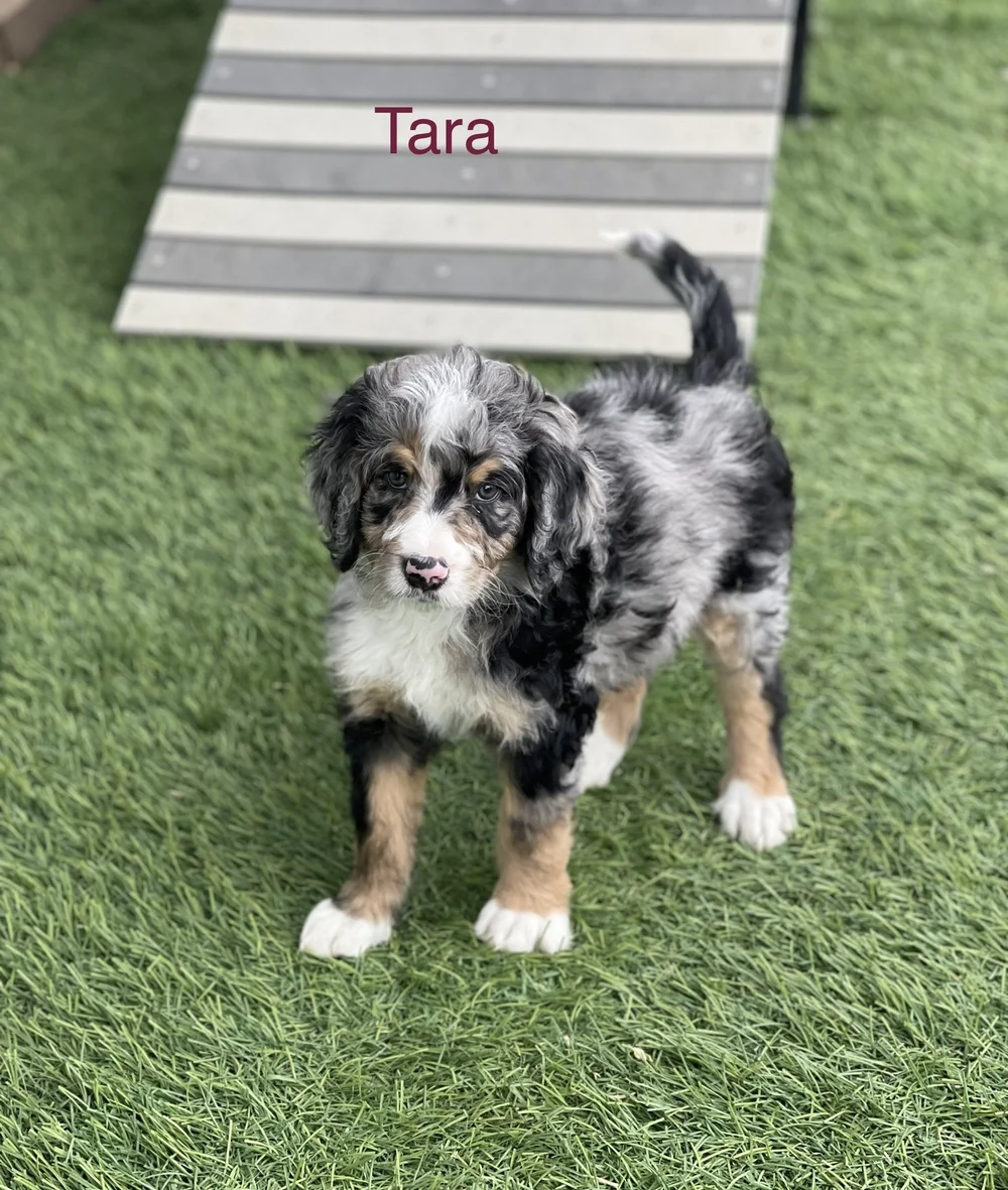 Bernedoodle Coat Colors - Understanding Blue Merle, Tri-color, and more ...