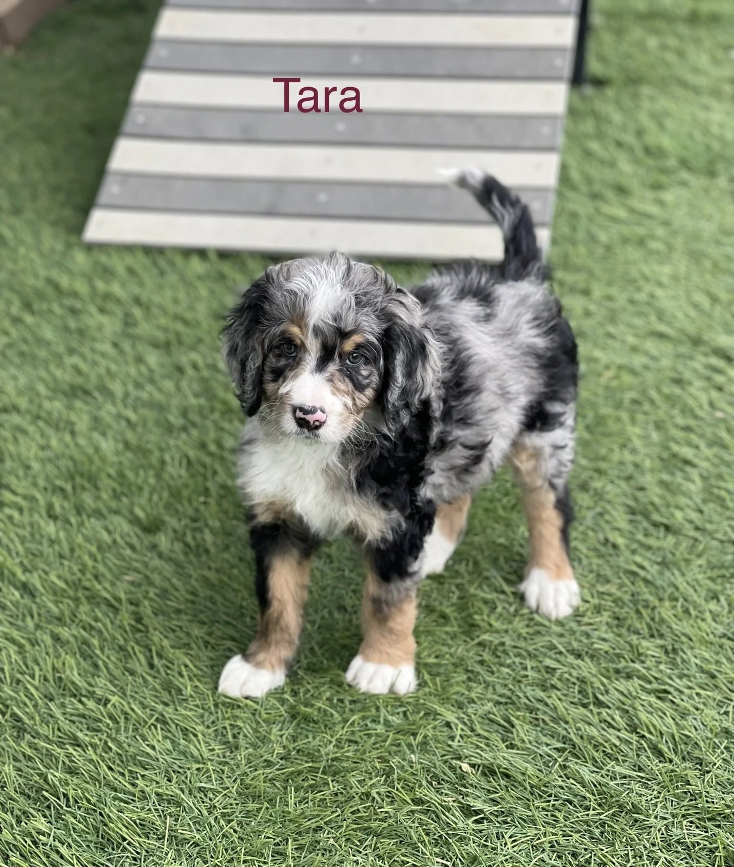 Bernedoodle Coat Colors - Understanding Blue Merle, Tri-color, and more ...