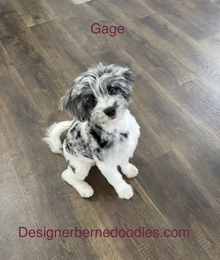 Bernedoodle Coat Colors - Understanding Blue Merle, Tri-color, and more ...