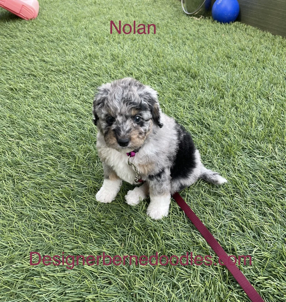 F1b Tiny Bernedoodles — Designer Bernedoodles