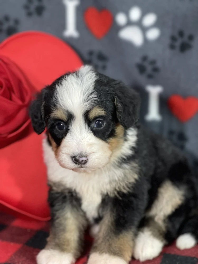 Bernedoodle Prices — Designer Bernedoodles