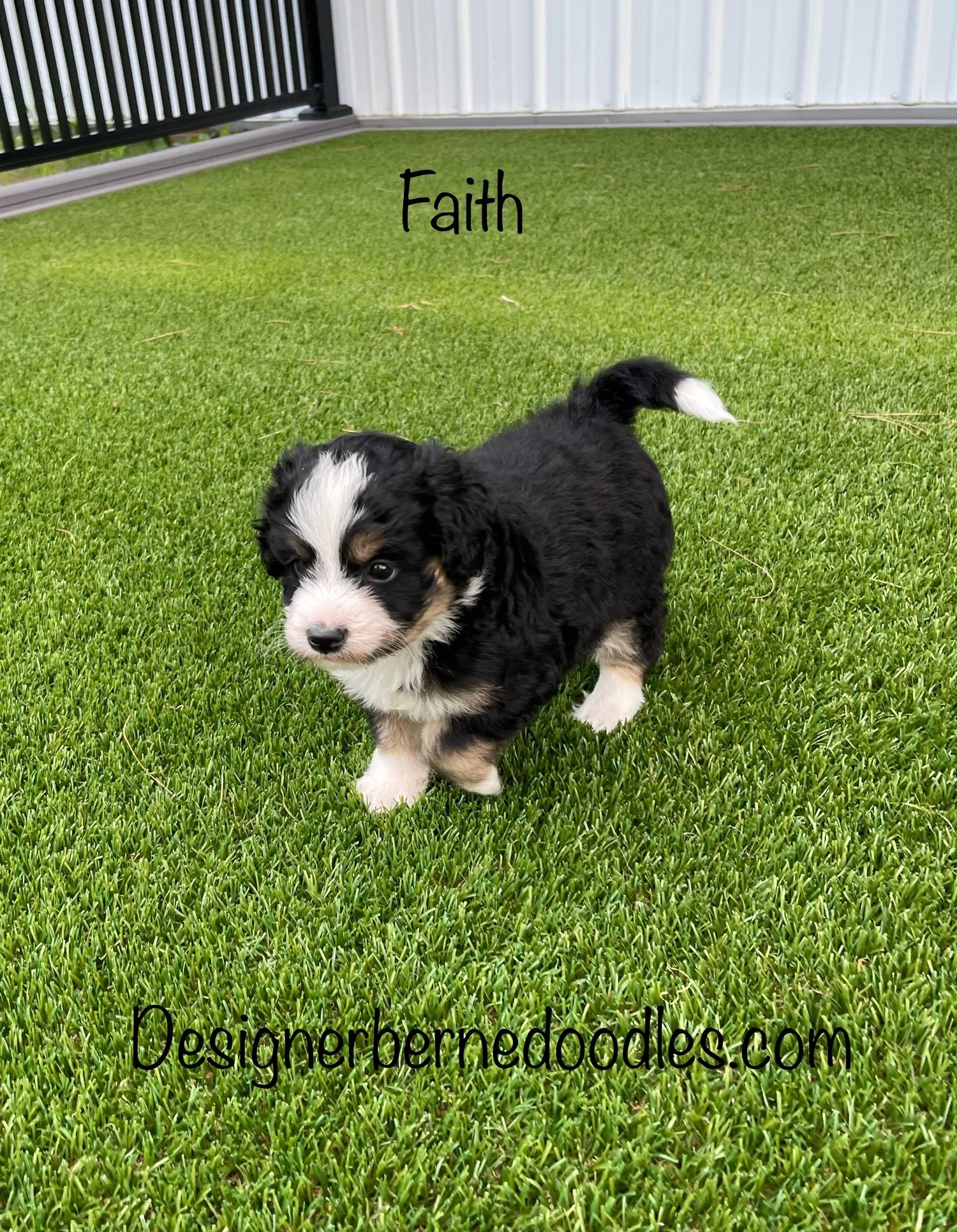 F1b Toy Bernedoodle Puppies For Sale — Designer Bernedoodles
