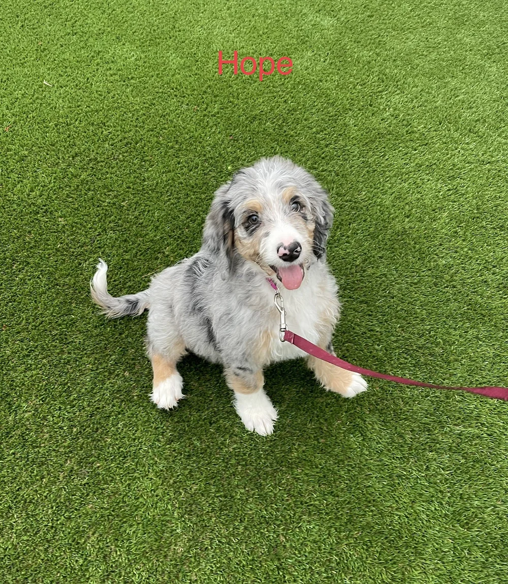 Standard Bernedoodles — Designer Bernedoodles