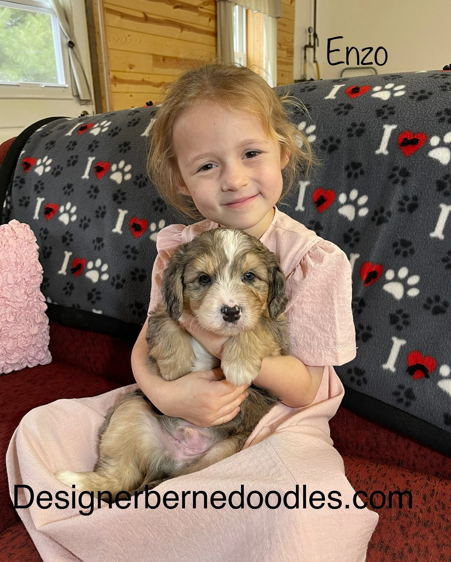 F1 Mini Bernedoodle Puppies For Sale — Designer Bernedoodles