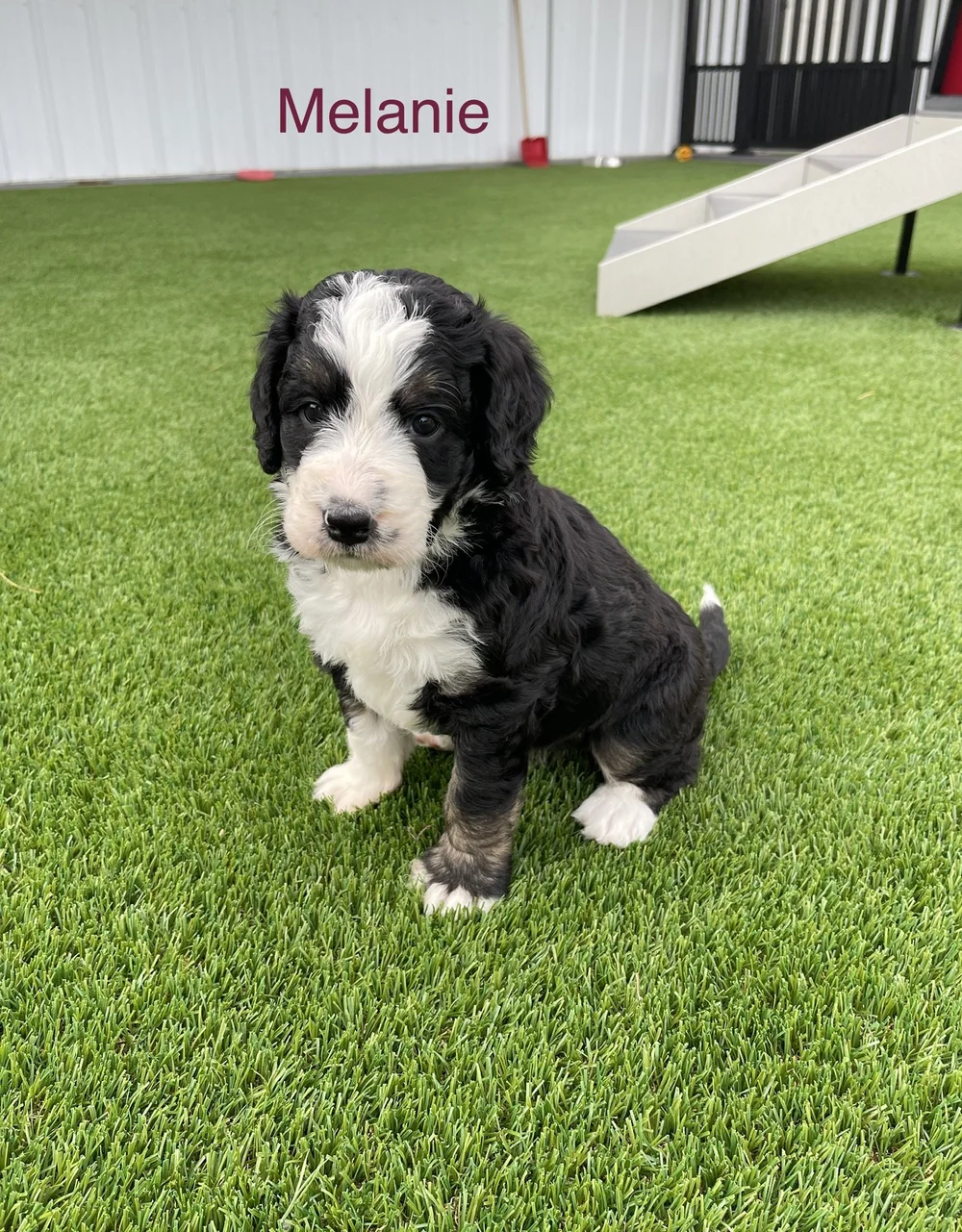 Standard Bernedoodles — Designer Bernedoodles