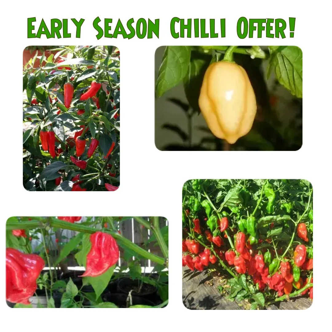 Early Season Chilli Offer! — StrawbaleVeg UKStrawbalevegUK-Learn how to ...