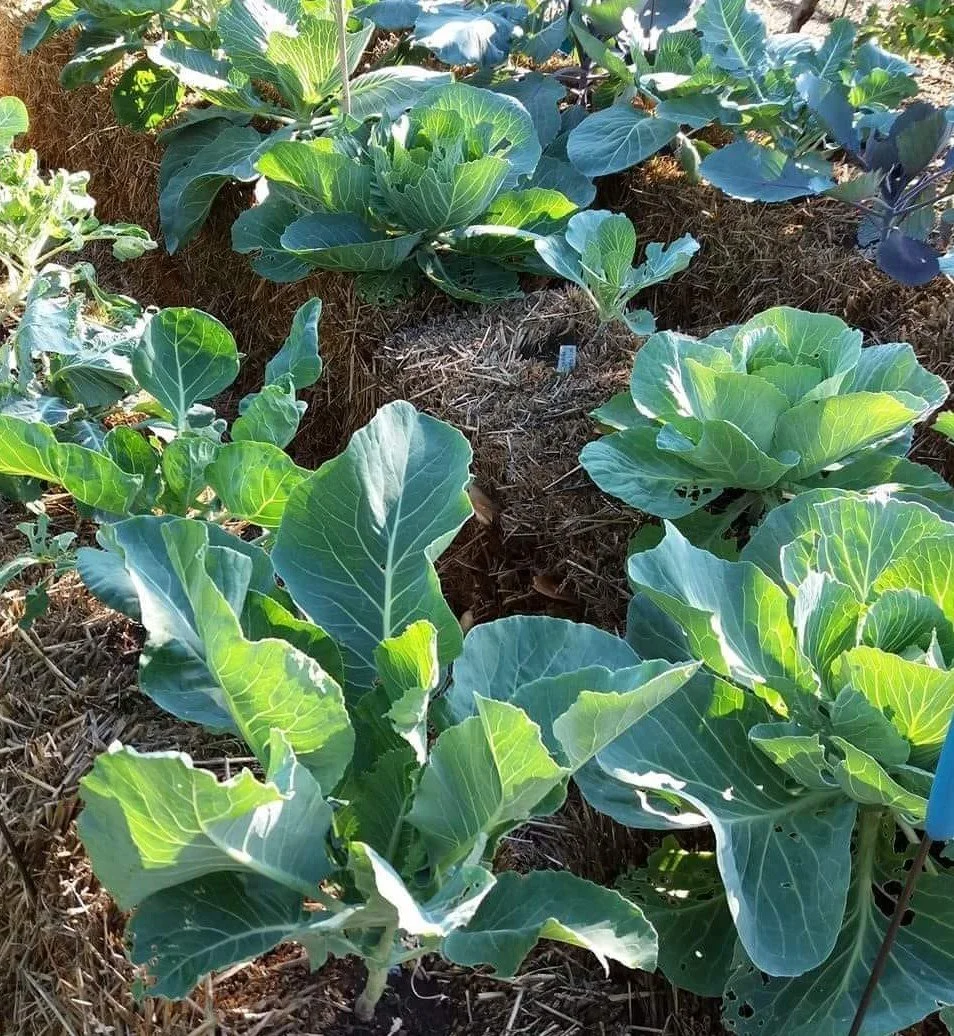 Learn how to garden in strawbales with Strawbaleveguk — StrawbaleVeg ...