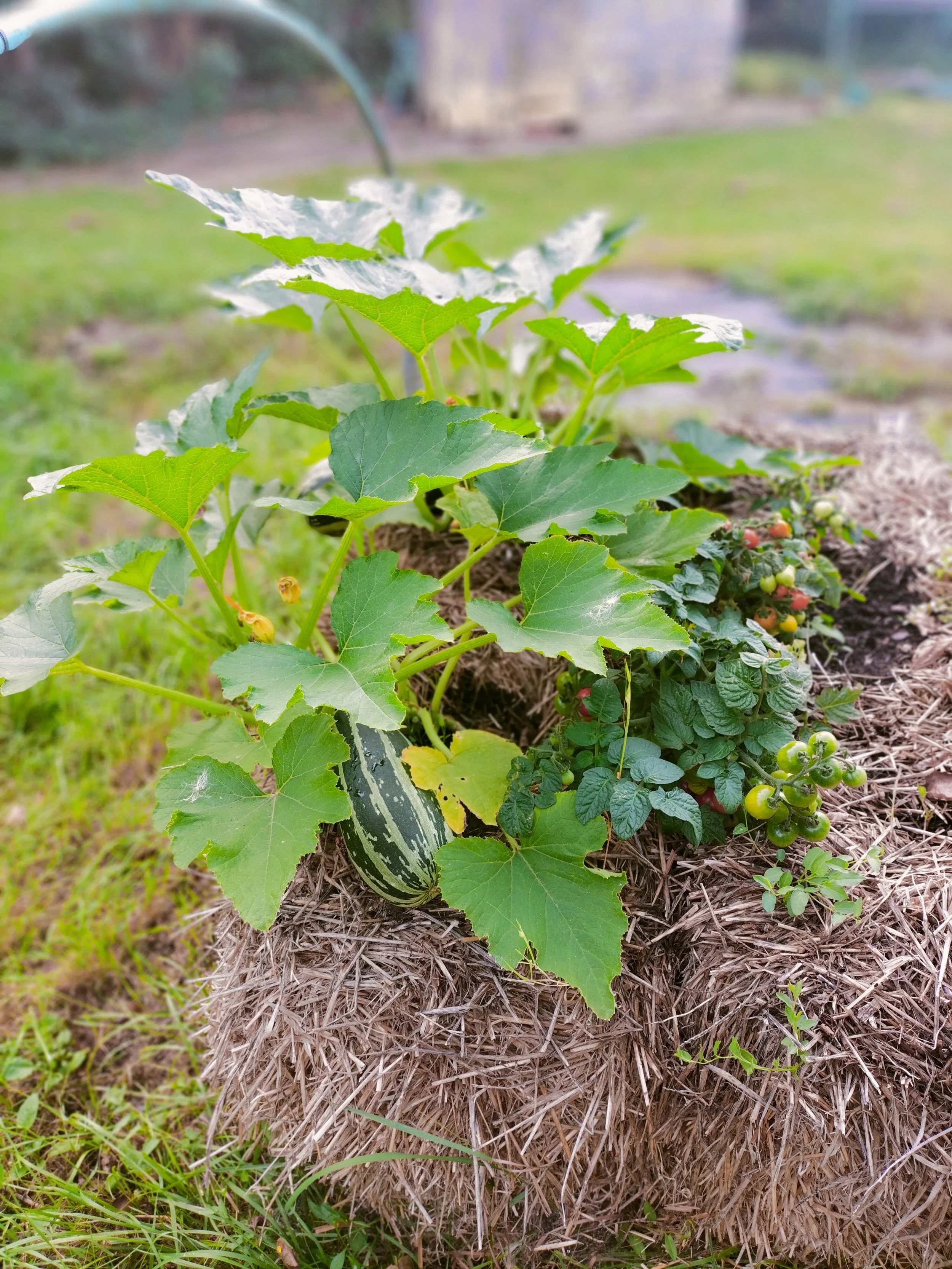 Learn how to garden in strawbales with Strawbaleveguk — StrawbaleVeg ...