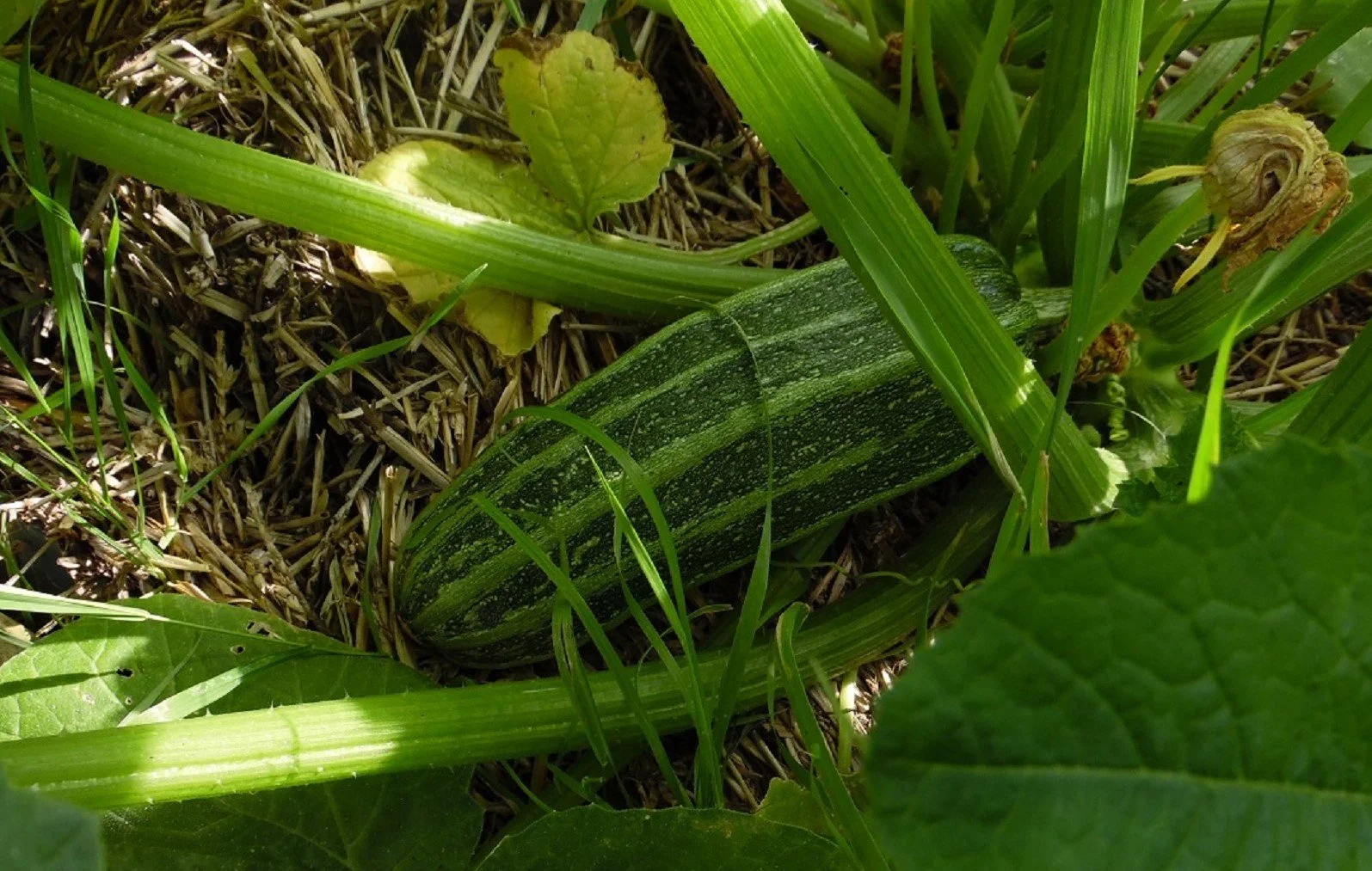 What On Earth — StrawbaleVeg UKStrawbalevegUK-Learn how to garden in ...