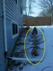 What's wrong with my pine tree? — Shadywood Tree Experts and Landscaping