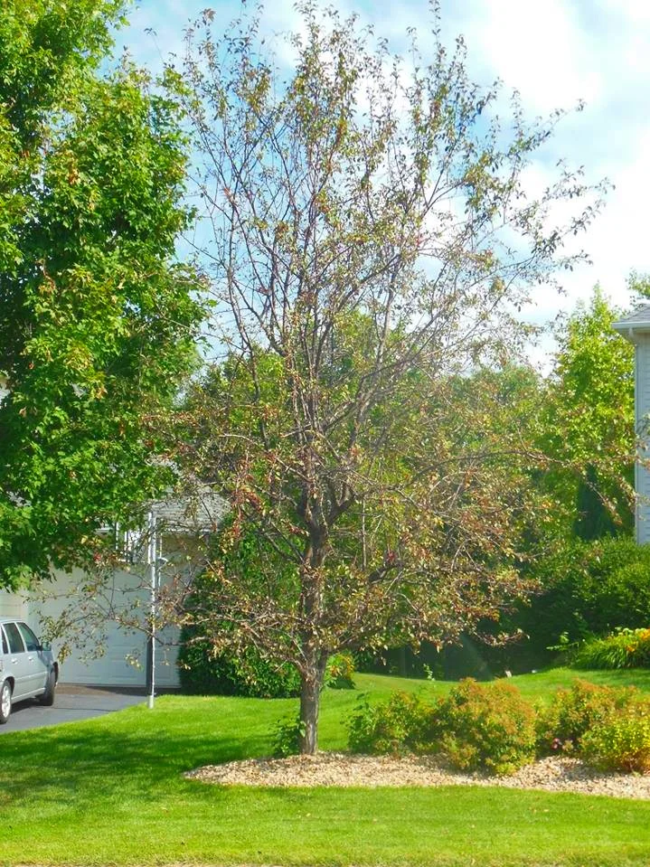 Apple Scab and Your Crabapple Trees